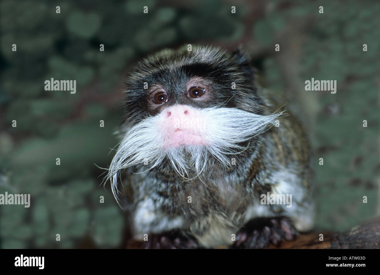Beard monkey hi-res stock photography and images - Alamy