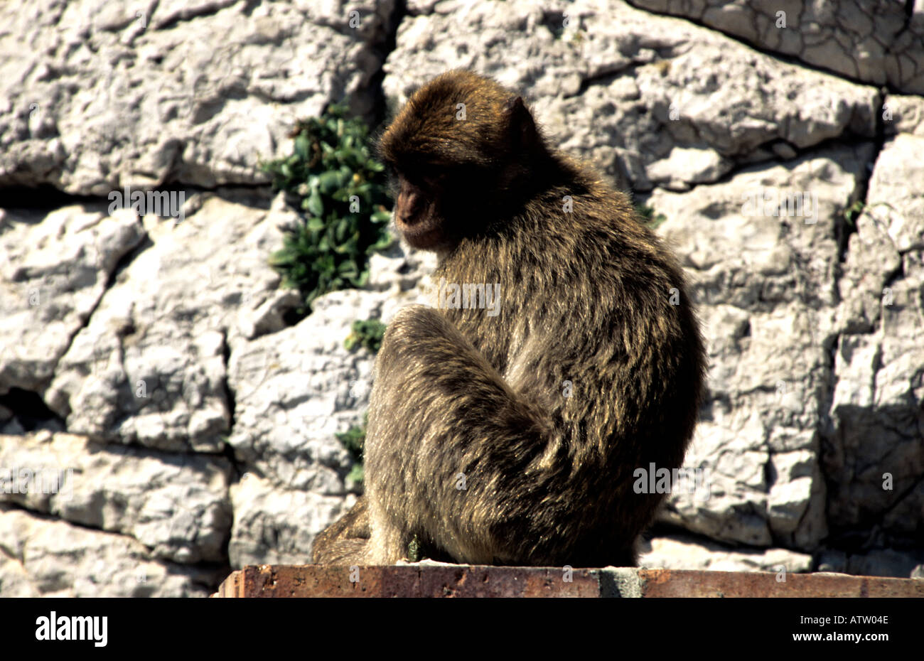 Tail less hi-res stock photography and images - Alamy