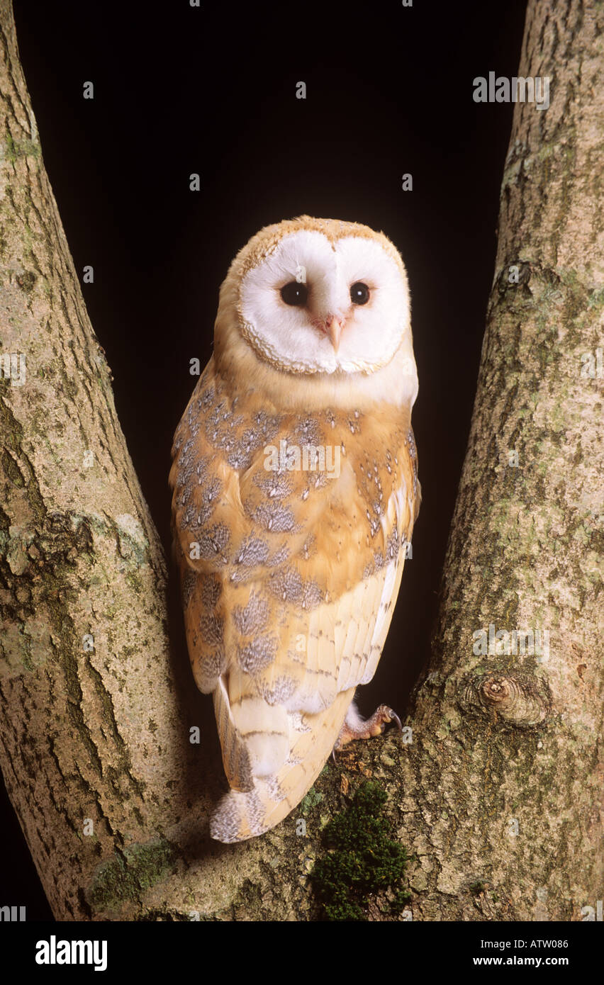 Barn owl in tree fork Stock Photo - Alamy