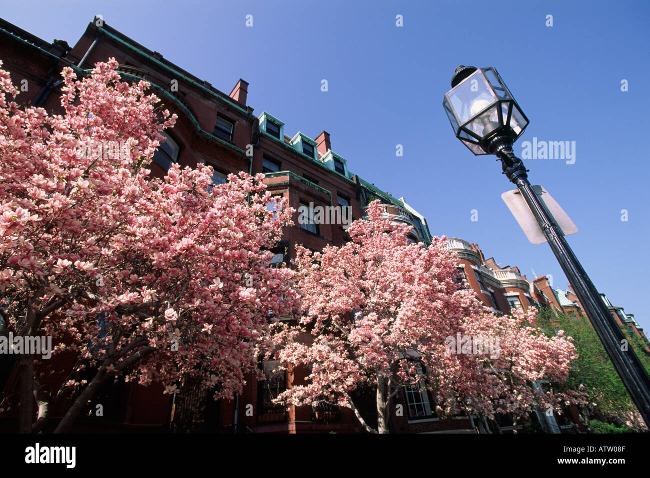 Magnolia trees in bloom, Back Bay, Boston, Massachusetts Stock Photo ...