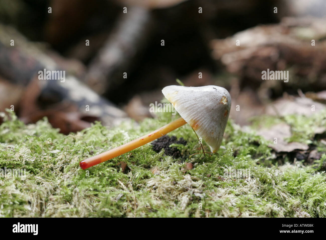 Bleeding bonnet, mycena sanguinolenta, showing blood red latex oozing ...