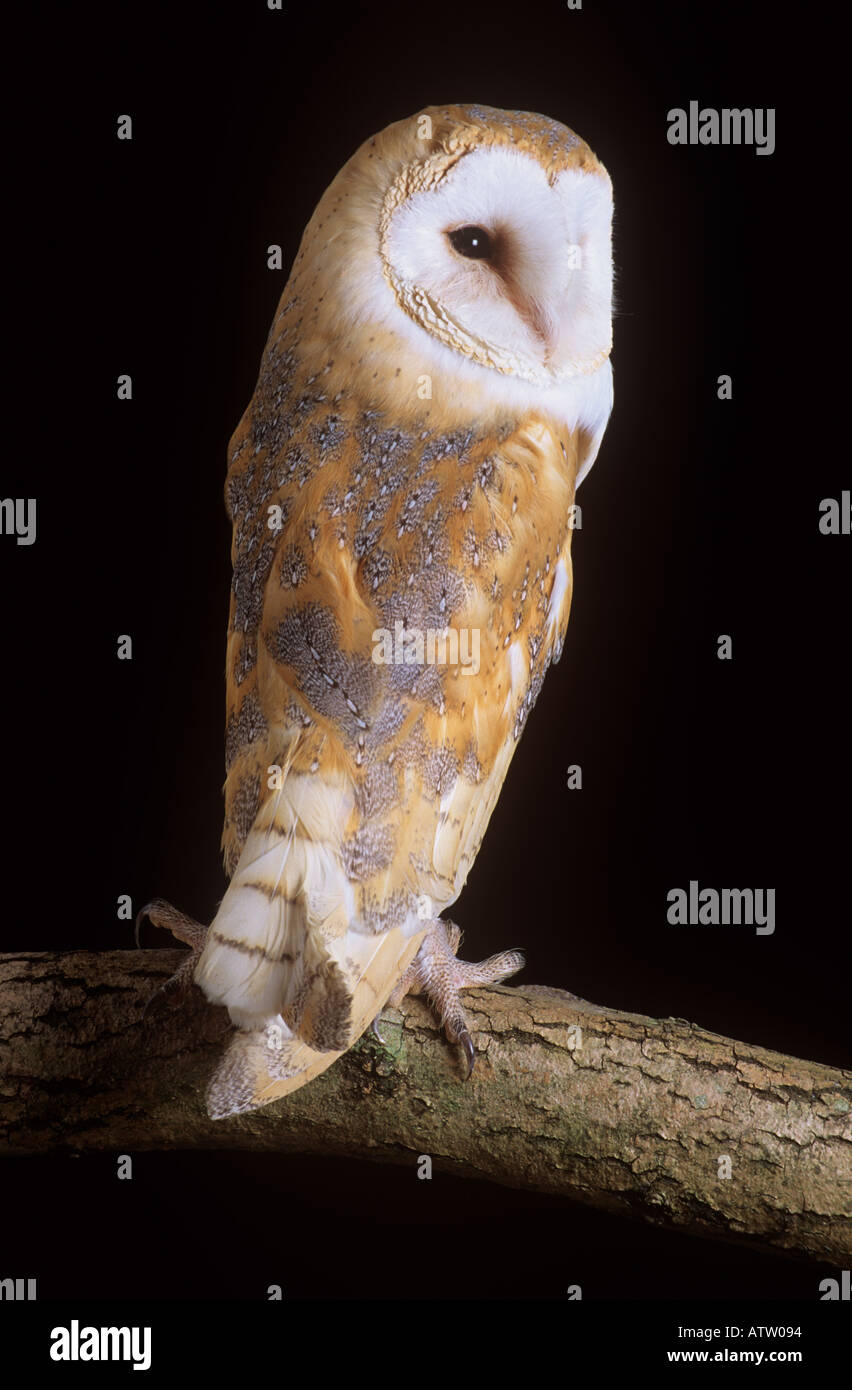 Barn owl on branch Stock Photo - Alamy