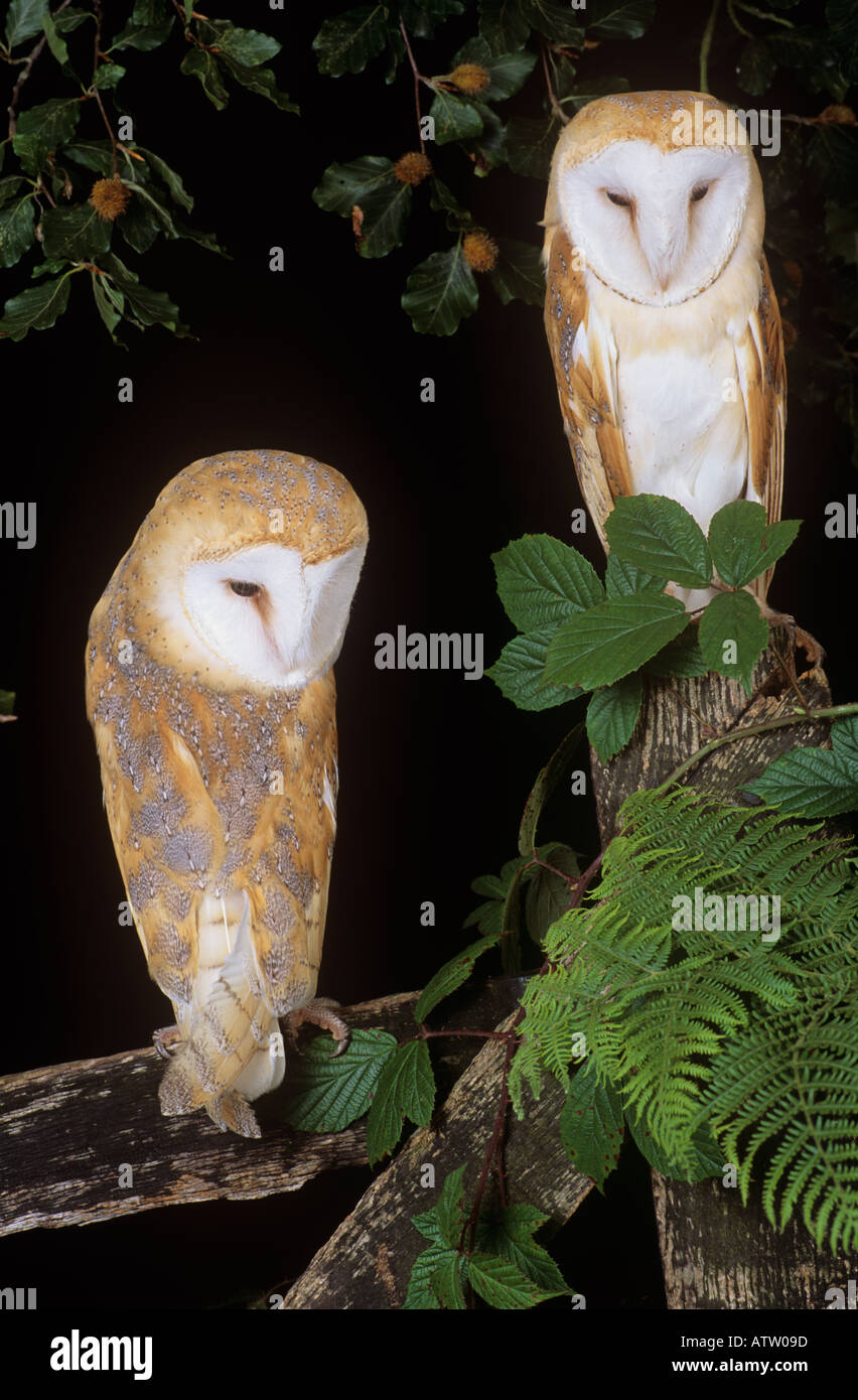 Two barn owls on a gate Stock Photo - Alamy