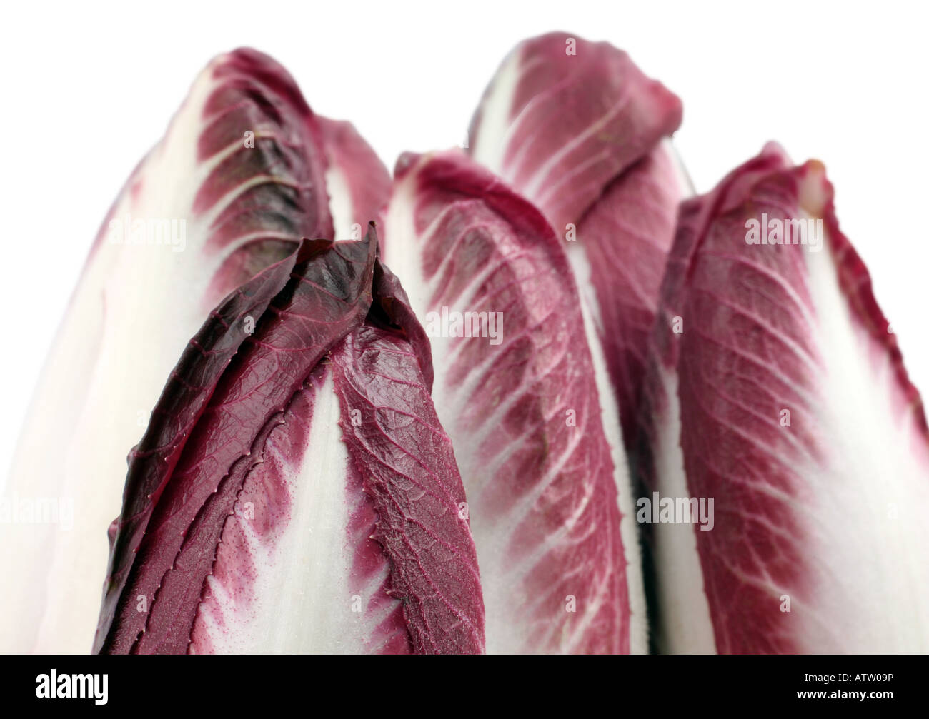 Chicory purple vegetable isolated on white background Stock Photo - Alamy