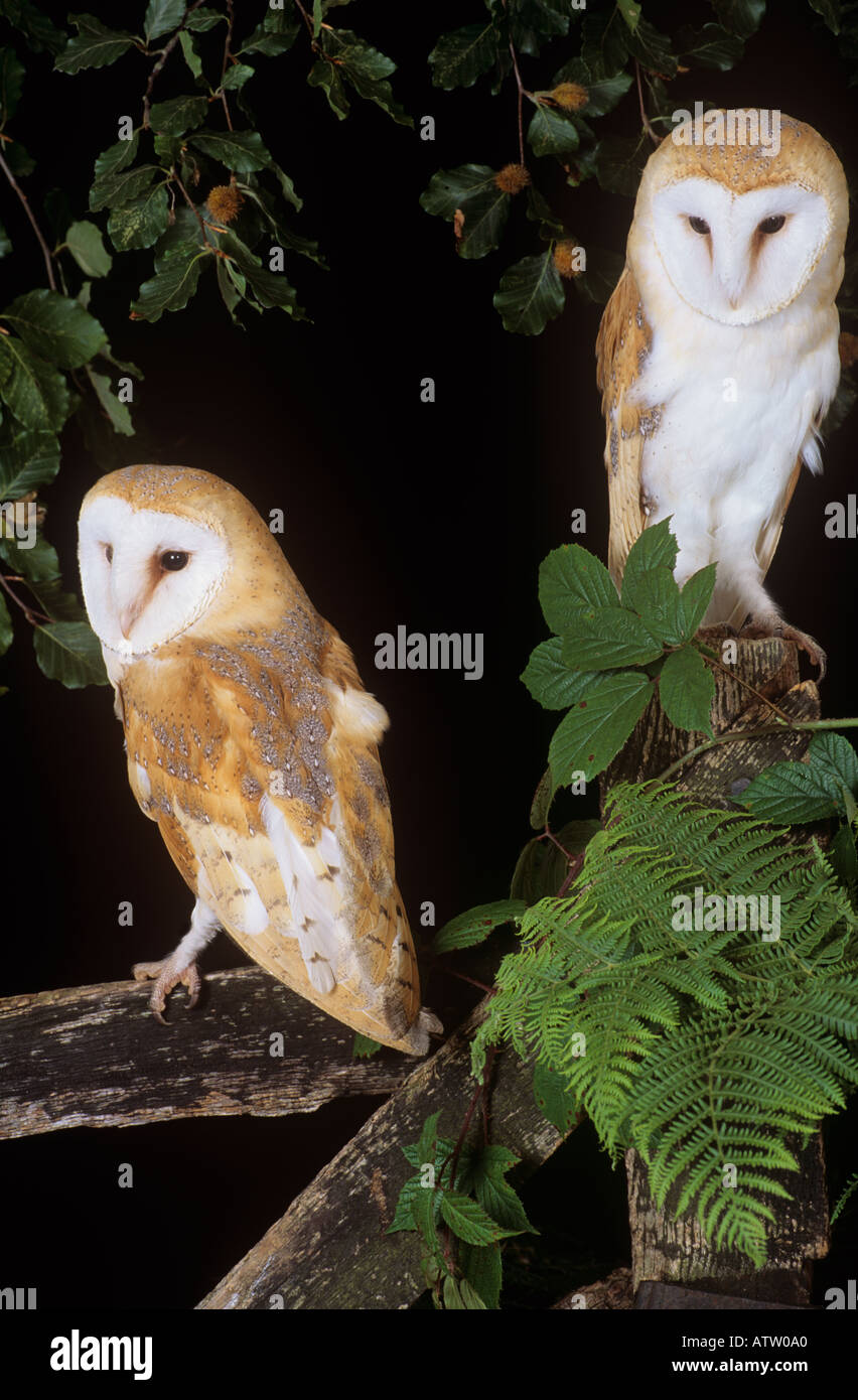 Two barn owls on a gate Stock Photo - Alamy
