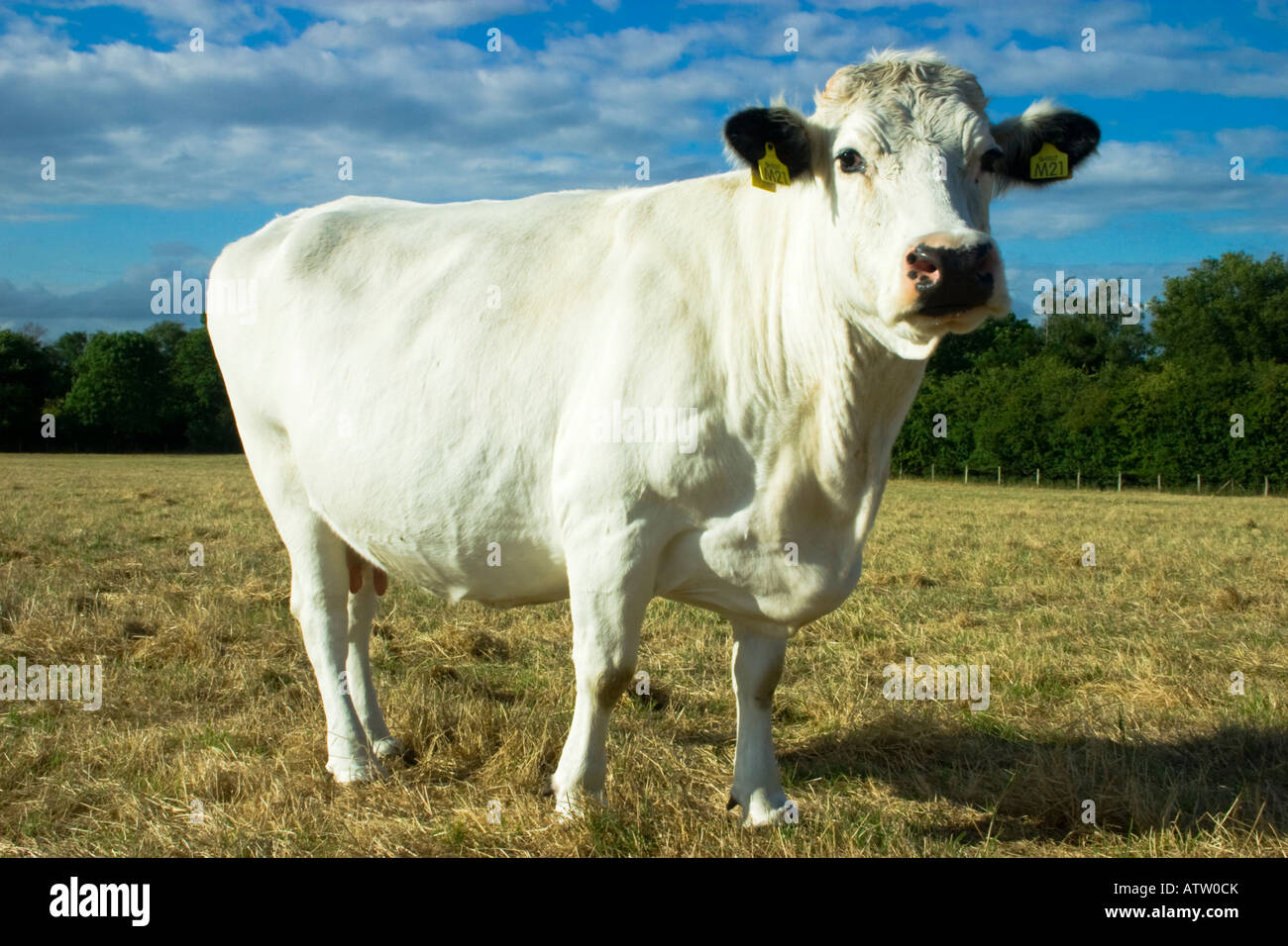 Park cow in field Stock Photo - Alamy