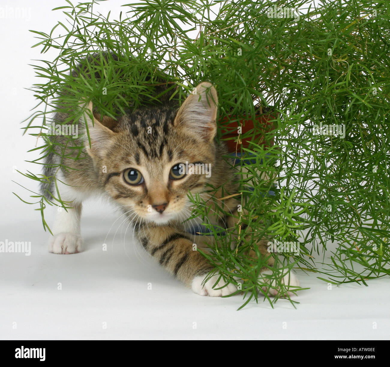 Kitten peeping hi-res stock photography and images - Alamy