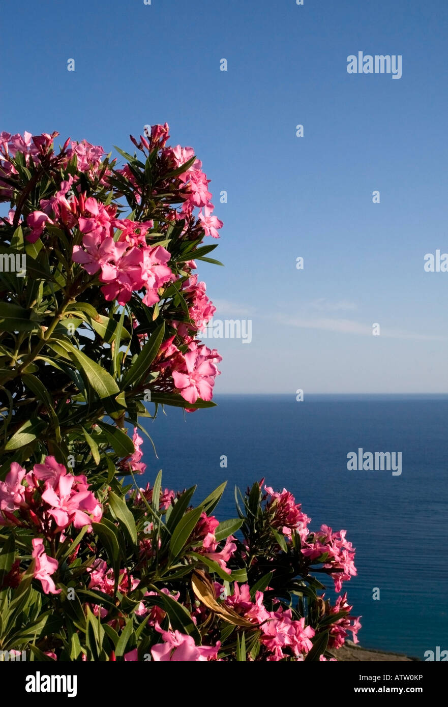 Oleander nerium oleander greece europe hi-res stock photography and ...