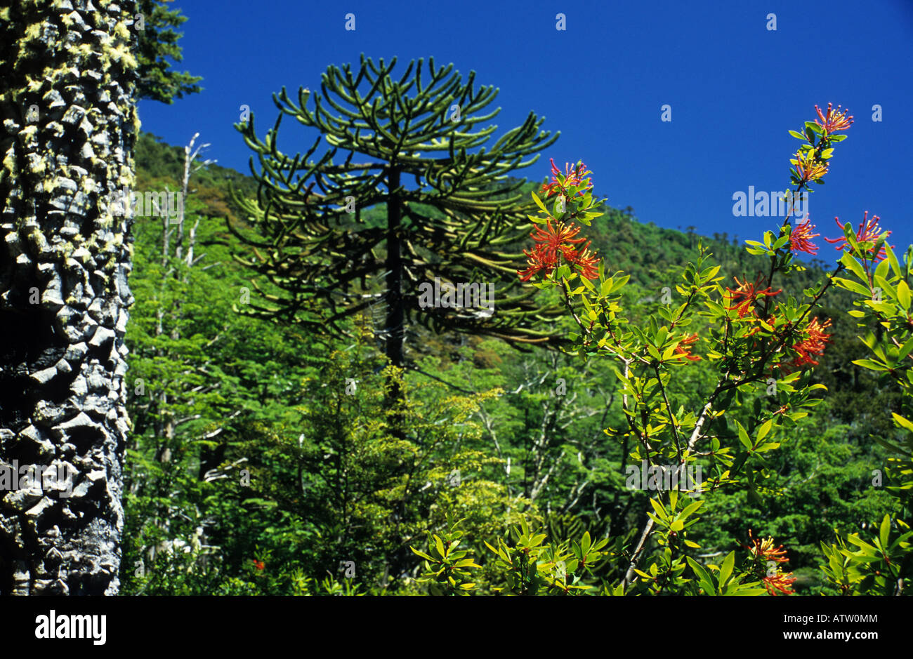 Vegetation including the native Monkey Puzzle Tree, Parque Nacional ...
