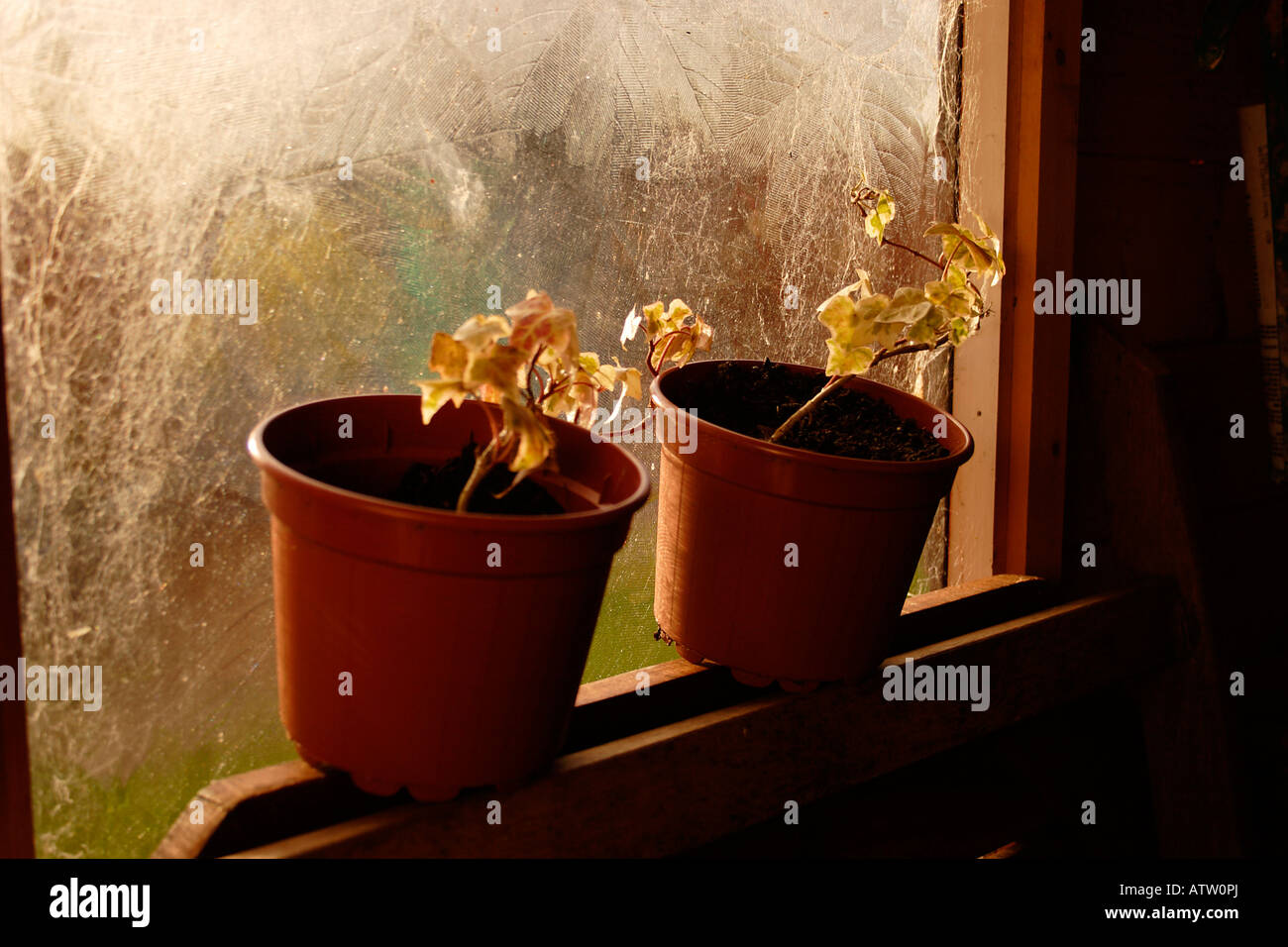 FLOWER POTS IN RED SHED Stock Photo - Alamy