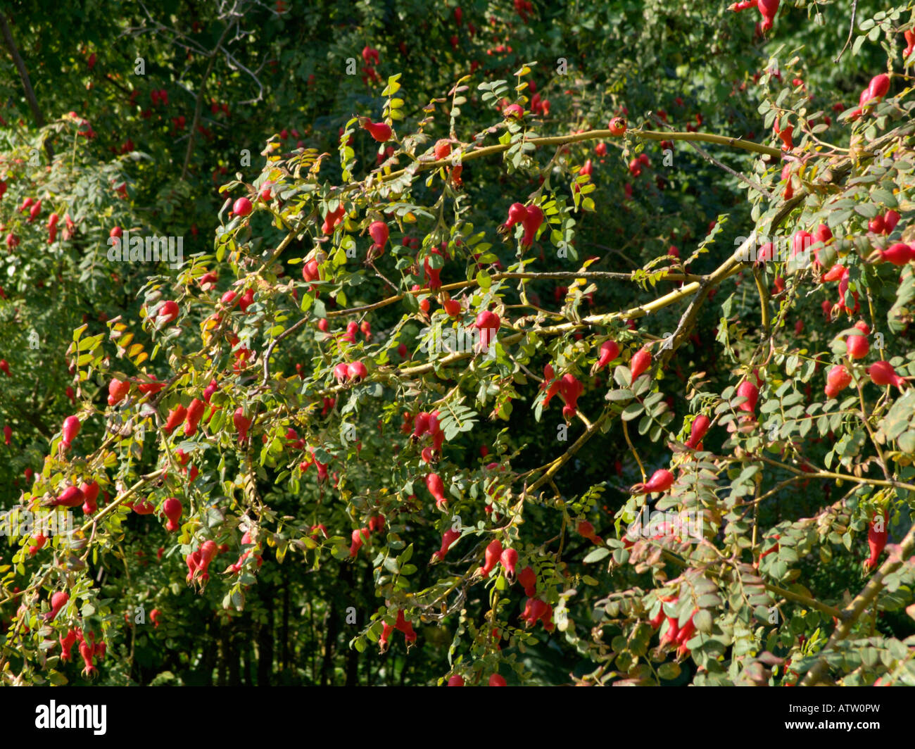 Rose (Rosa moyesii Stock Photo - Alamy
