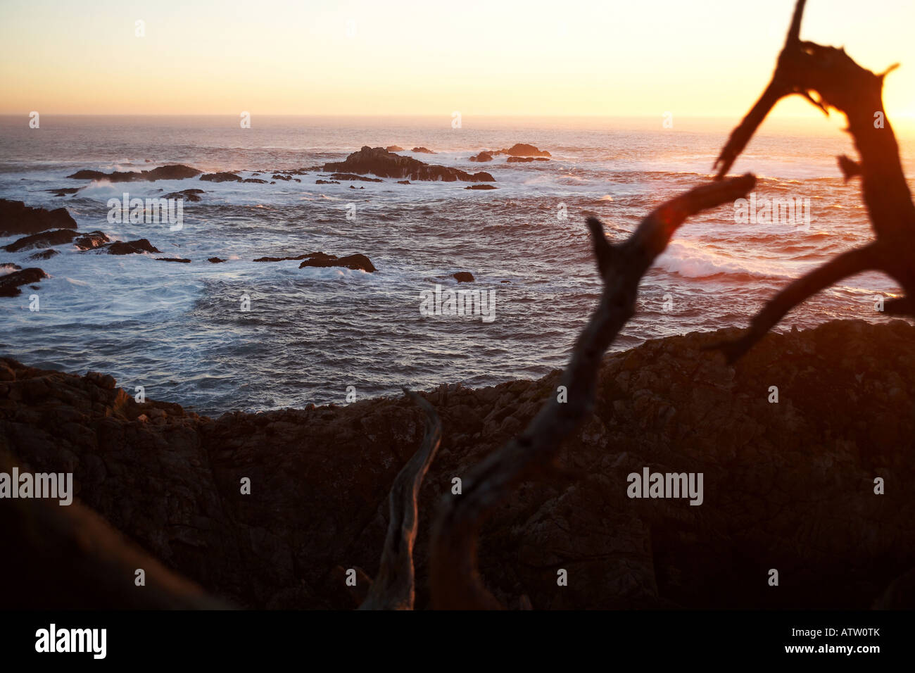 Sunset Through Cypress Branches at California's Point Lobos State ...