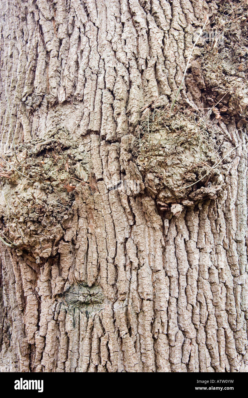 Old oak tree quercus hi-res stock photography and images - Alamy