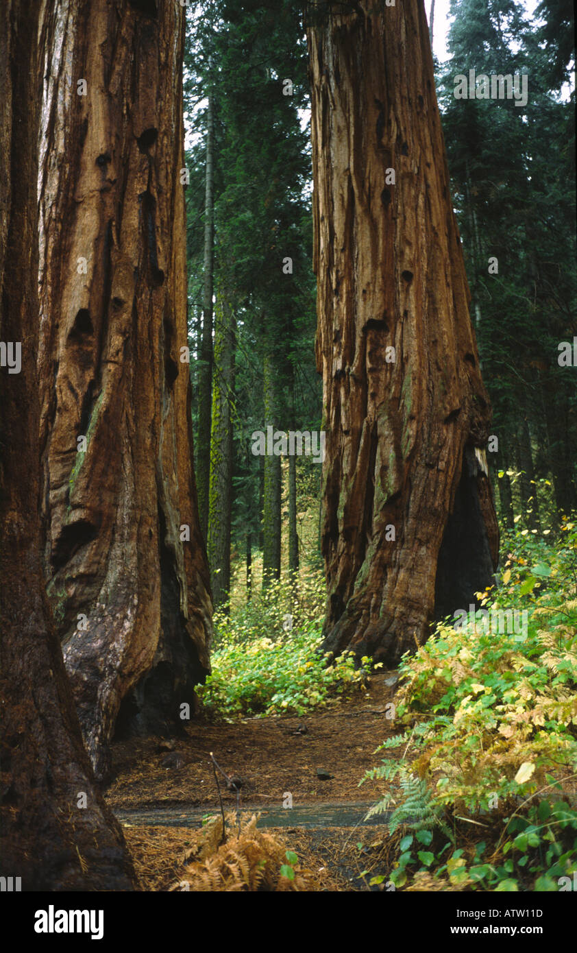 Californian redwood bark hi-res stock photography and images - Alamy