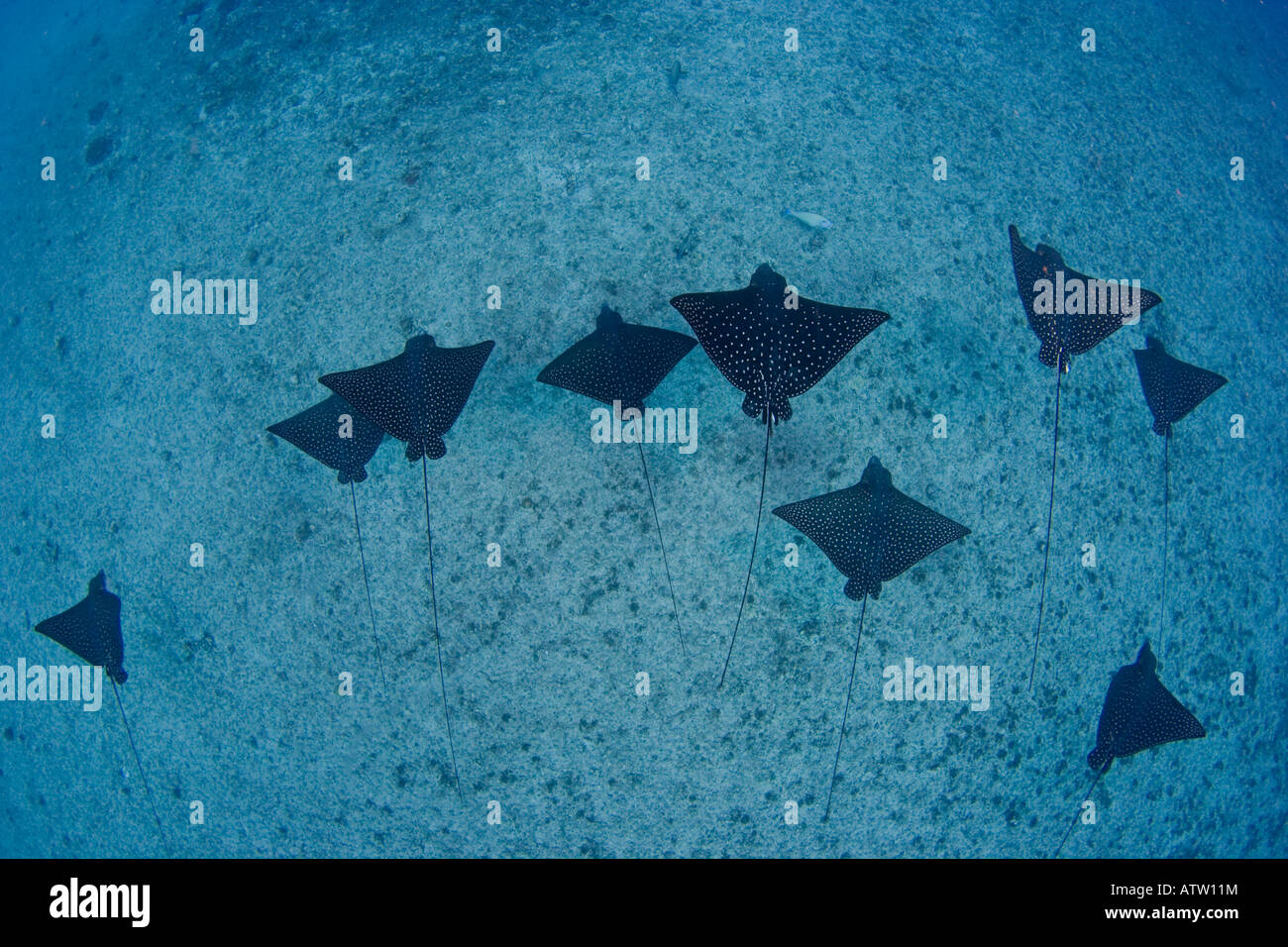 Spotted eagle rays, Aetobatis narinari, Oahu, Hawaii Stock Photo - Alamy