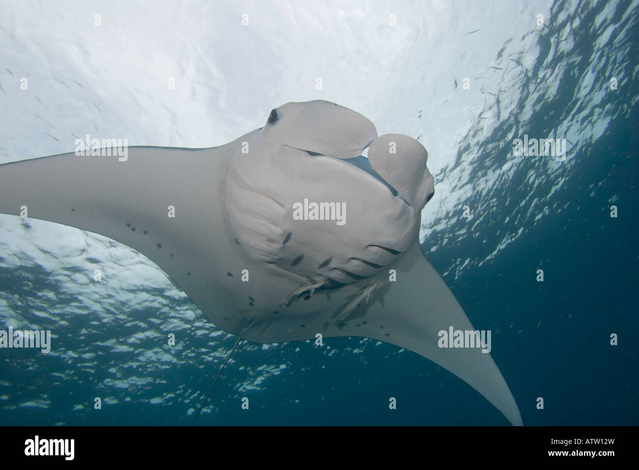Manta ray, Manta birostris, with remora, Palau, Micronesia Stock Photo ...