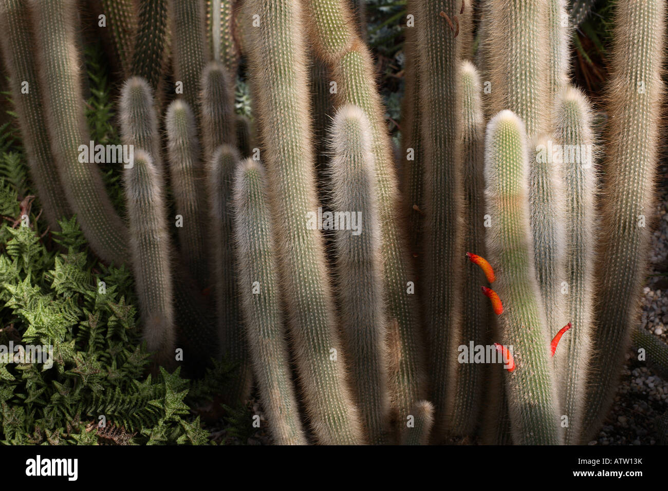 Erfurt aus hi-res stock photography and images - Alamy