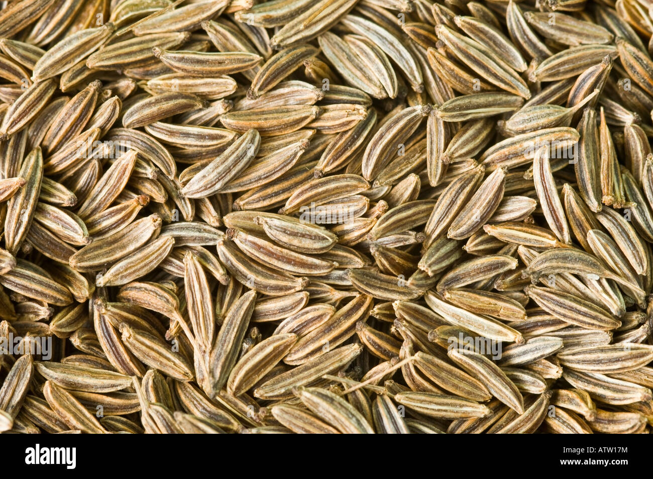 Caraway seeds Carum carvi herbs close up Stock Photo - Alamy