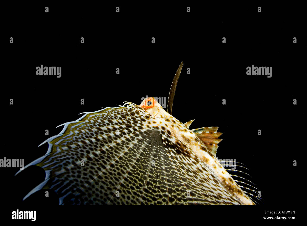 The oriental flying gurnard, Dactylopterus orientalis, is remarkable ...