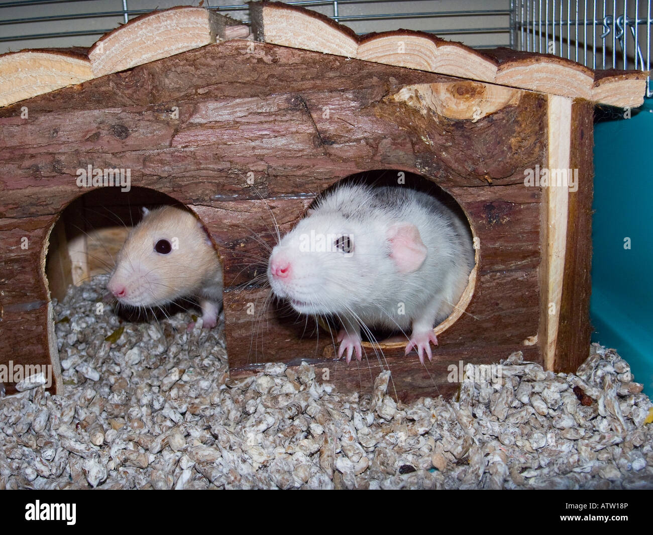 House rat hi-res stock photography and images - Alamy