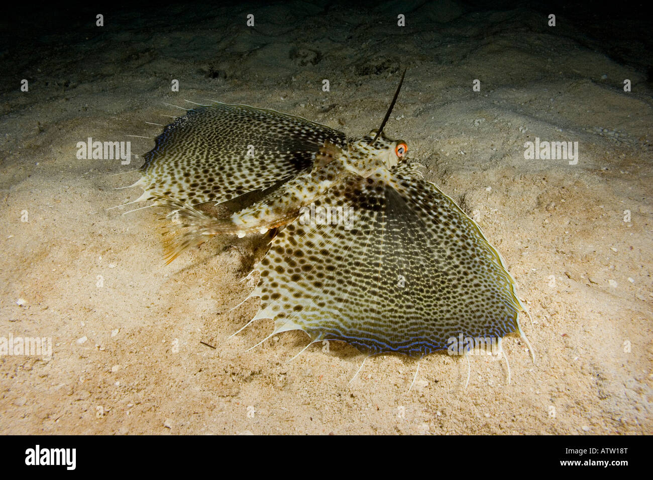 The oriental flying gurnard, Dactylopterus orientalis, is remarkable ...