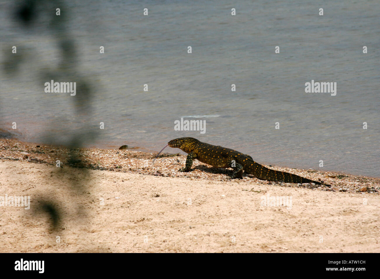 Nile Monitor Lizard (Varanus niloticus) on the shore of Lake Victoria ...