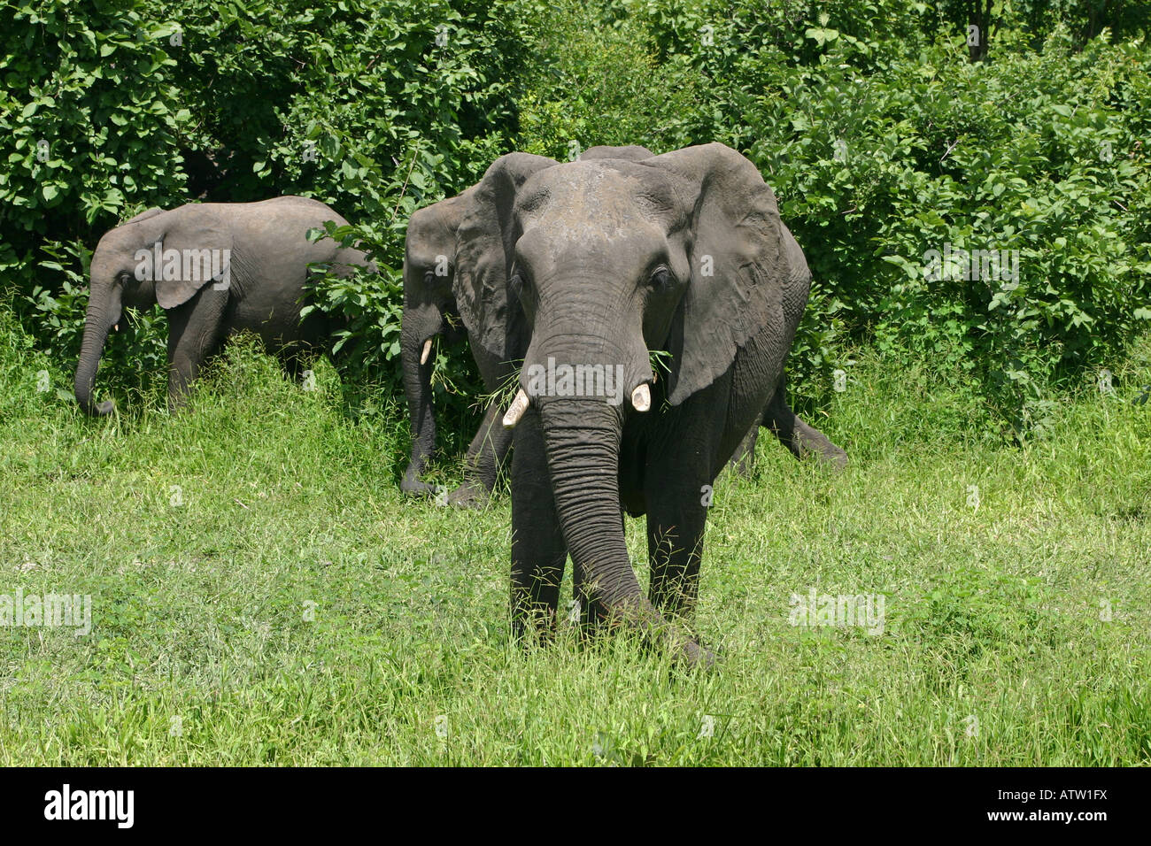 Young Elephants close up Stock Photo - Alamy