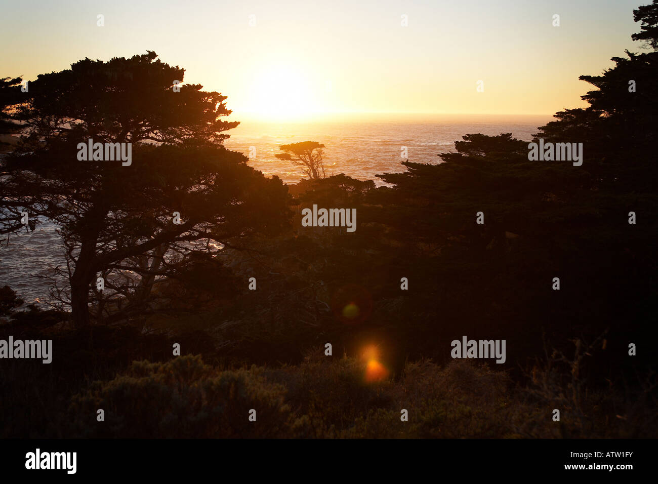 Sunset Light on Cypress Tree at California's Point Lobos State Reserve ...