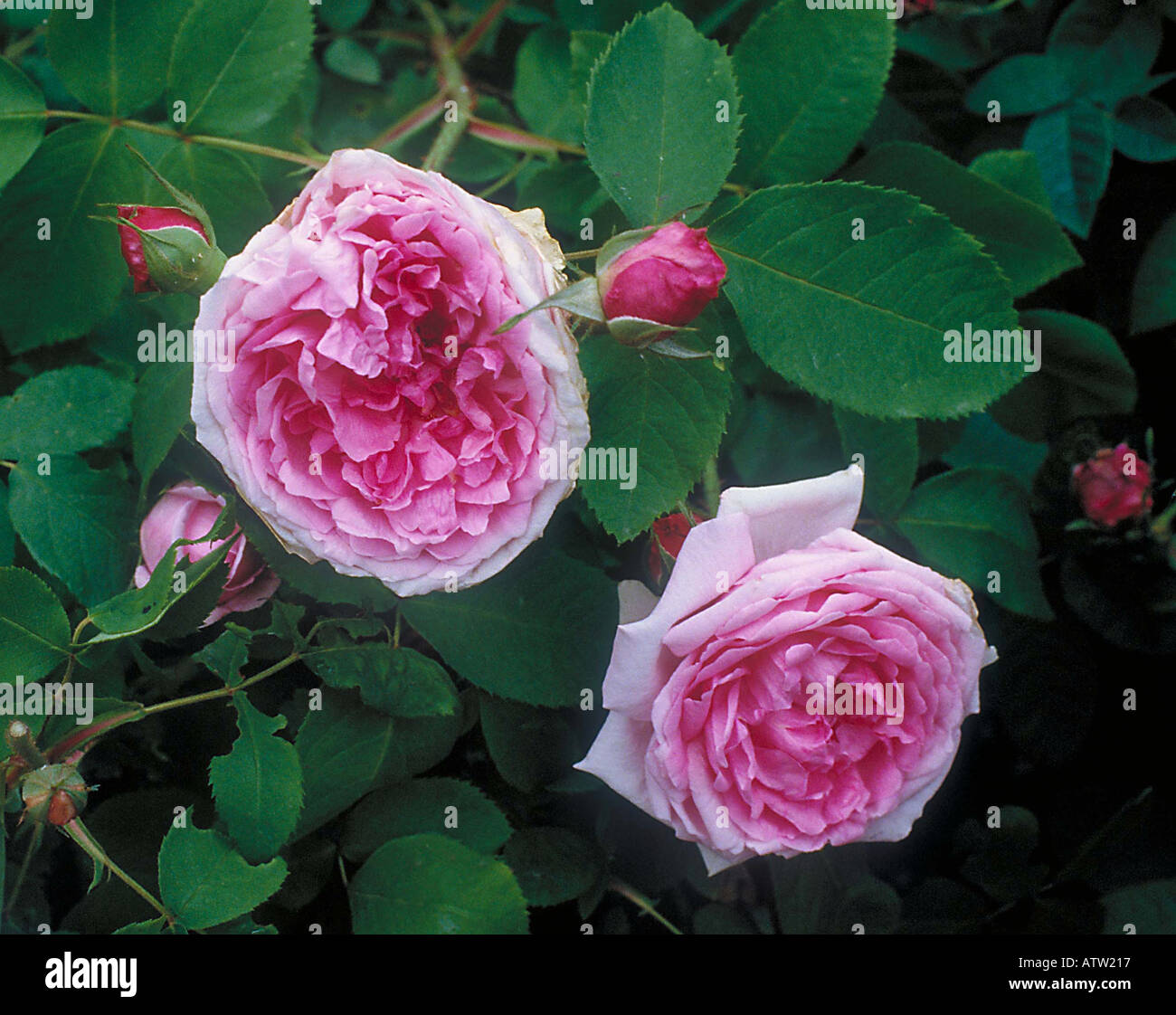 Gallica rose hi-res stock photography and images - Alamy