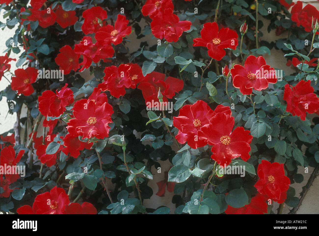 Altissimo climbing rose photographed huntington hi-res stock ...