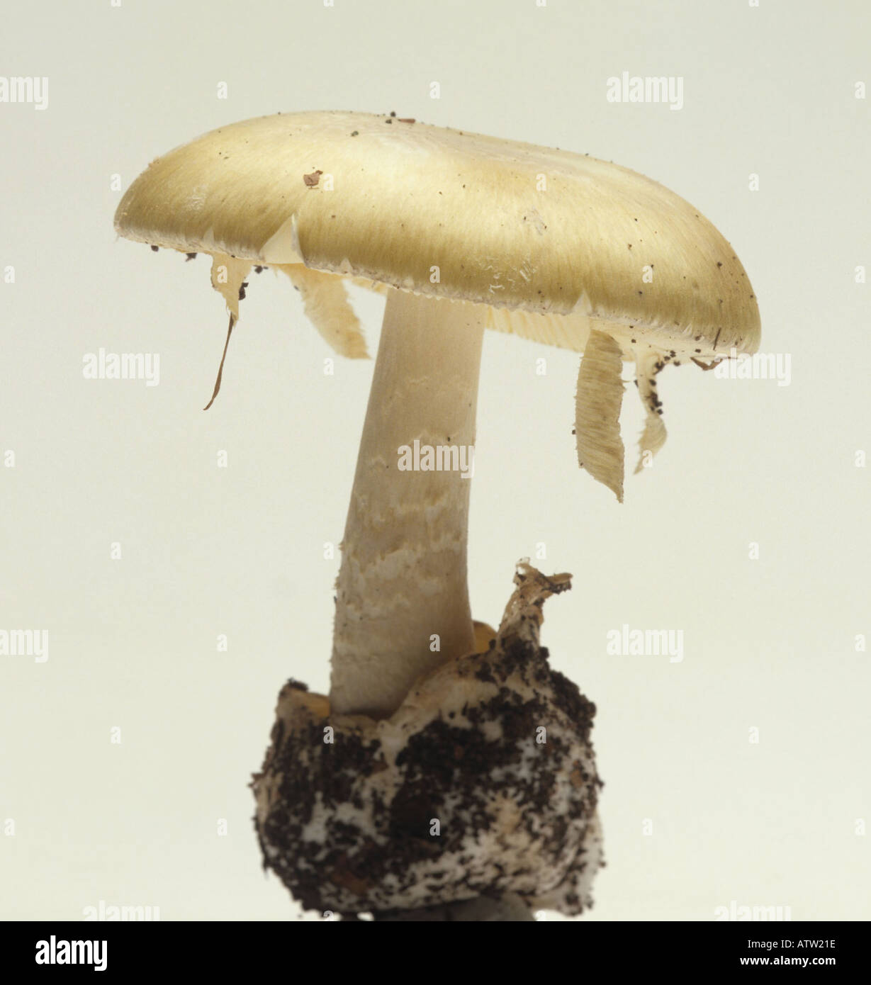 The deadly poisonous Death Cap Amanita phalloides Stock Photo - Alamy