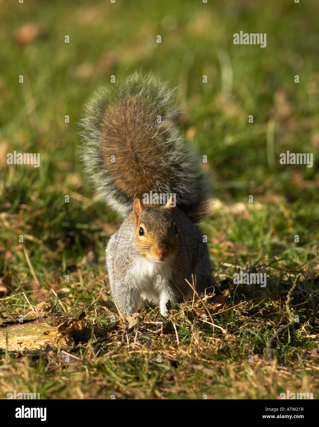 Squirrel hunting hi-res stock photography and images - Alamy