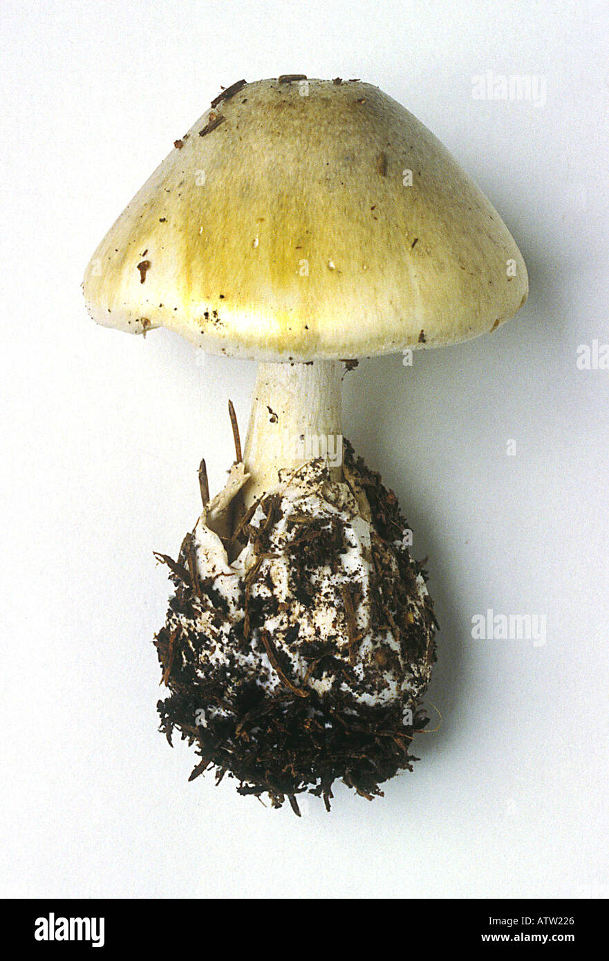 Amanita phalloides the Death Cap One of the most deadly of all ...