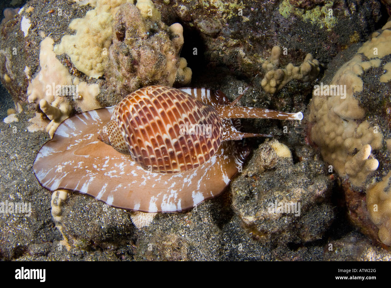 A partridge tun shell, Tonna perdix, moving about the reef at night ...