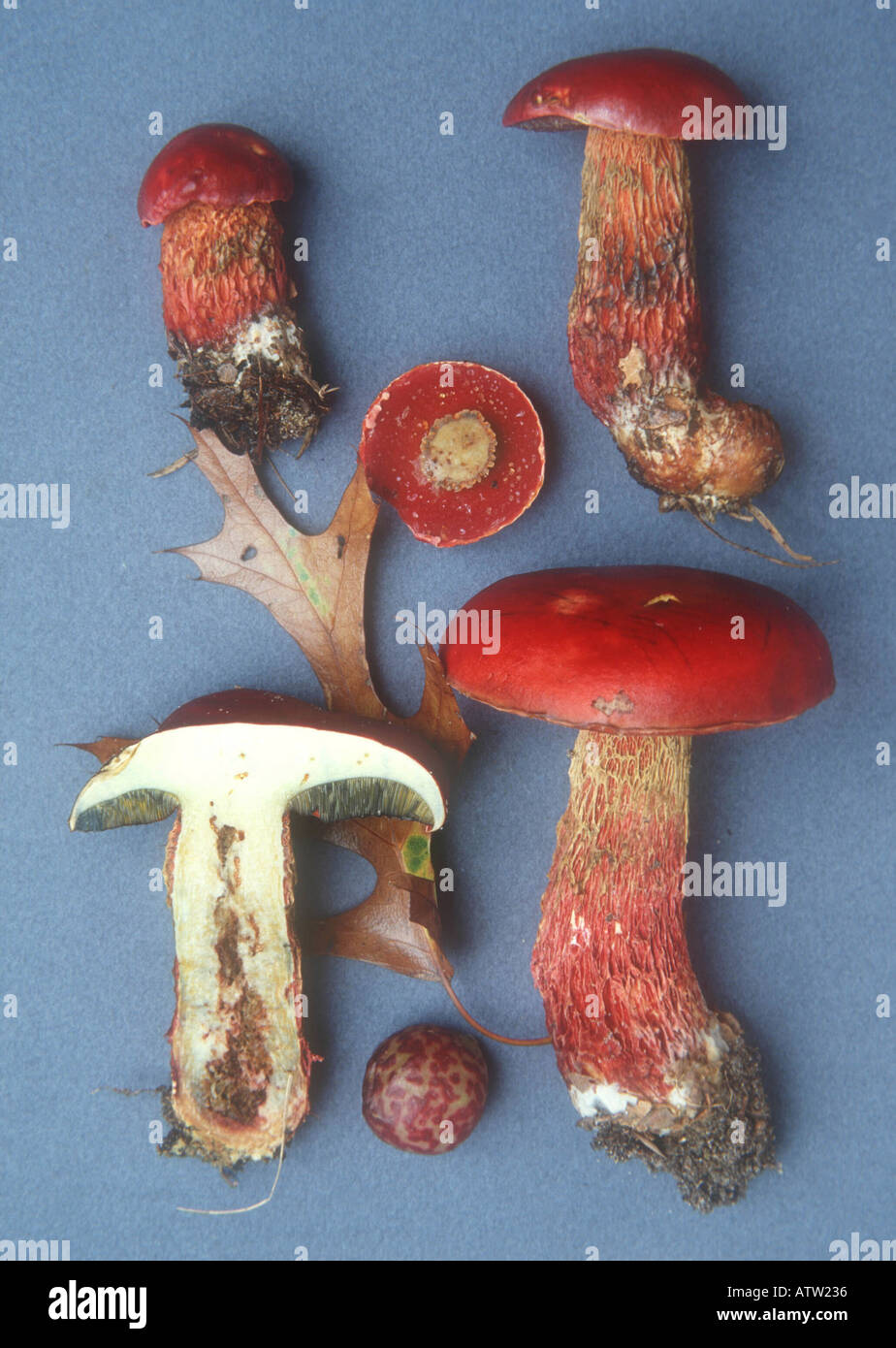 Frosts bolete hi-res stock photography and images - Alamy