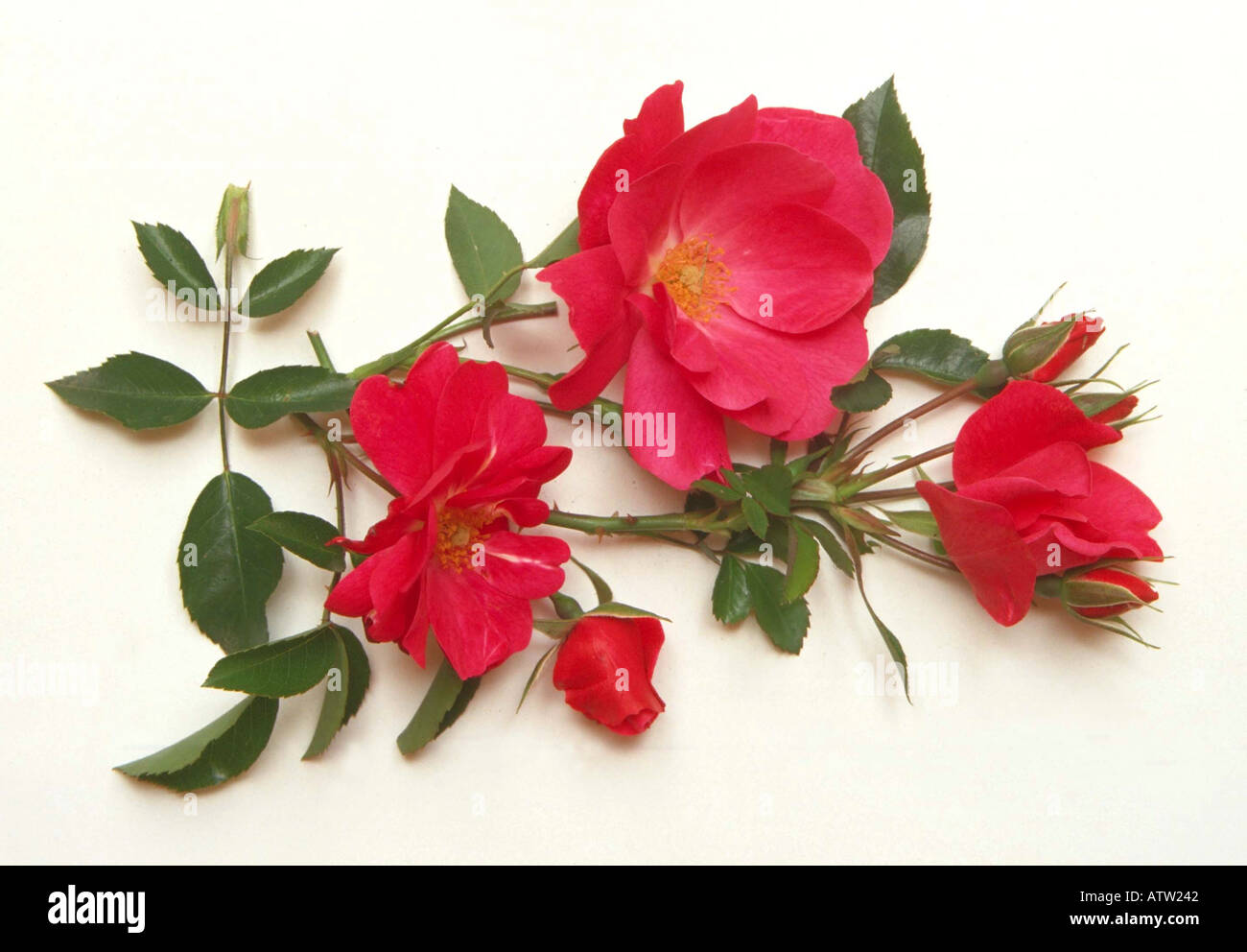 Ground cover rose hi-res stock photography and images - Alamy