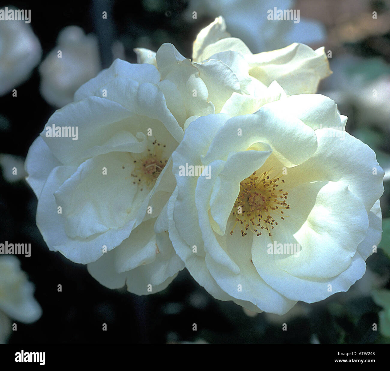 Class Act a Floribunda Rose Stock Photo - Alamy