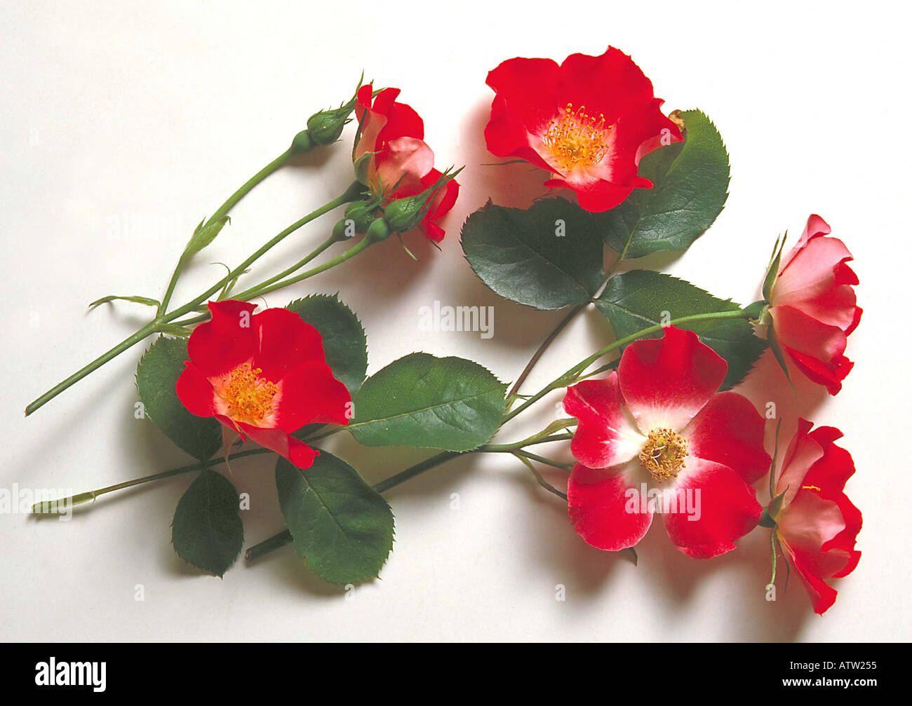 Eye paint rose hi-res stock photography and images - Alamy