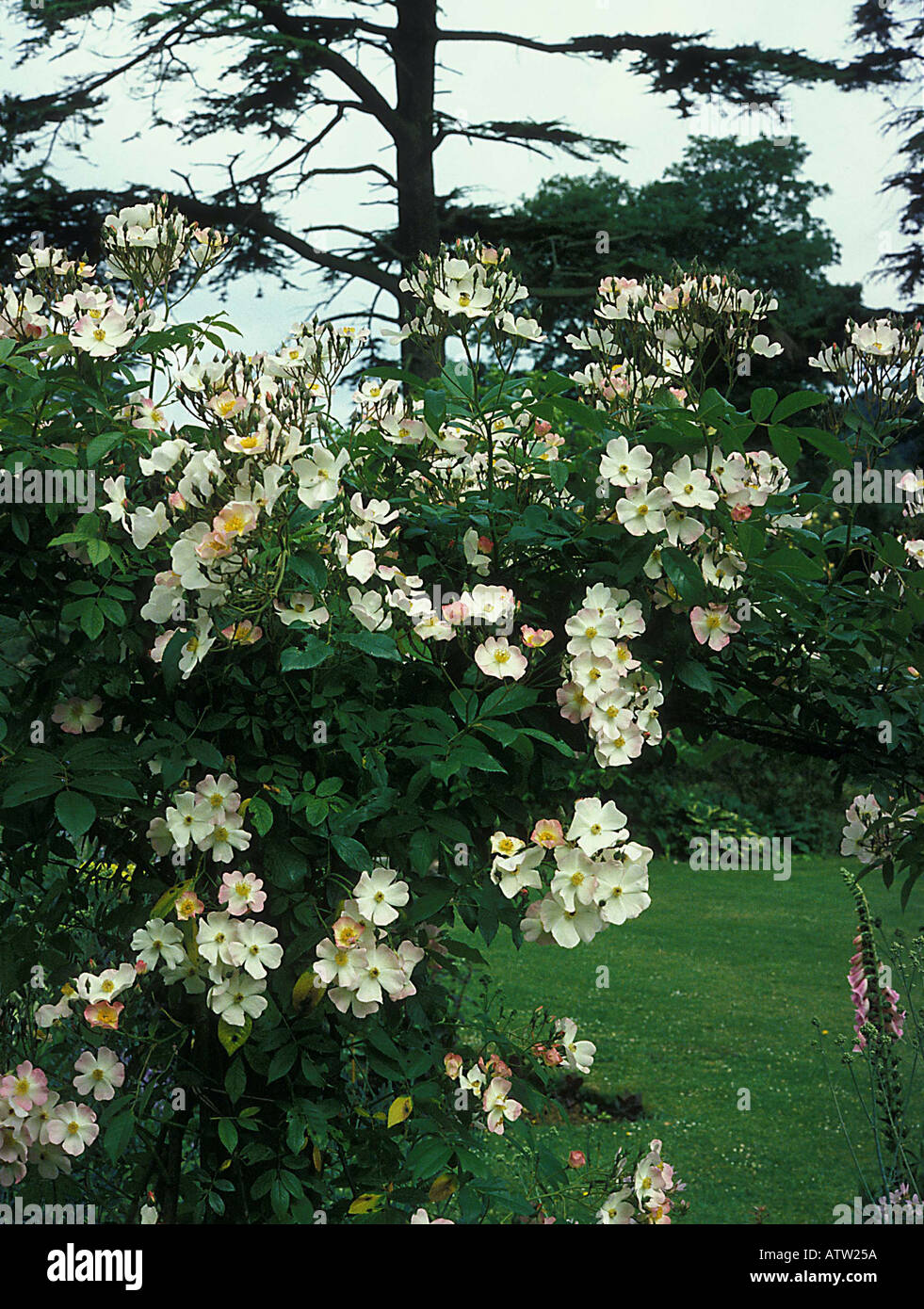 Lester Rose Gardens High Resolution Stock Photography and Images - Alamy