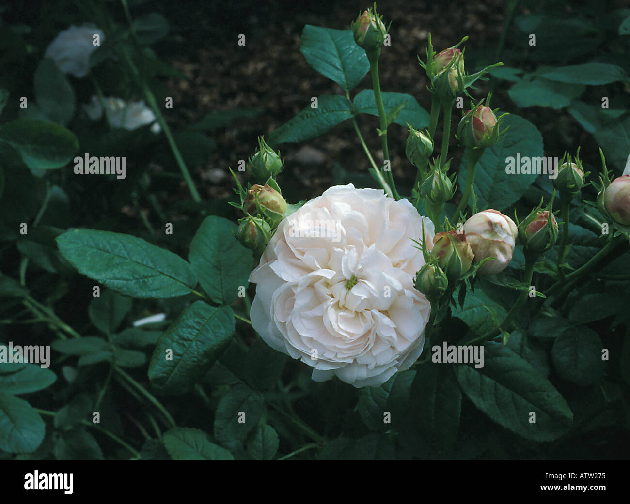 David austin's rose hi-res stock photography and images - Alamy