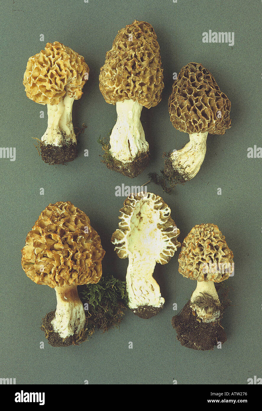 Morel Morchella esculenta European collection Stock Photo - Alamy
