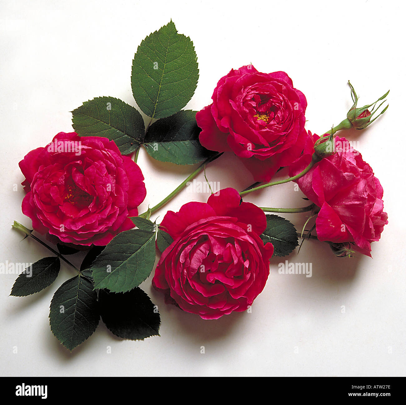 Bourbon rose hi-res stock photography and images - Alamy