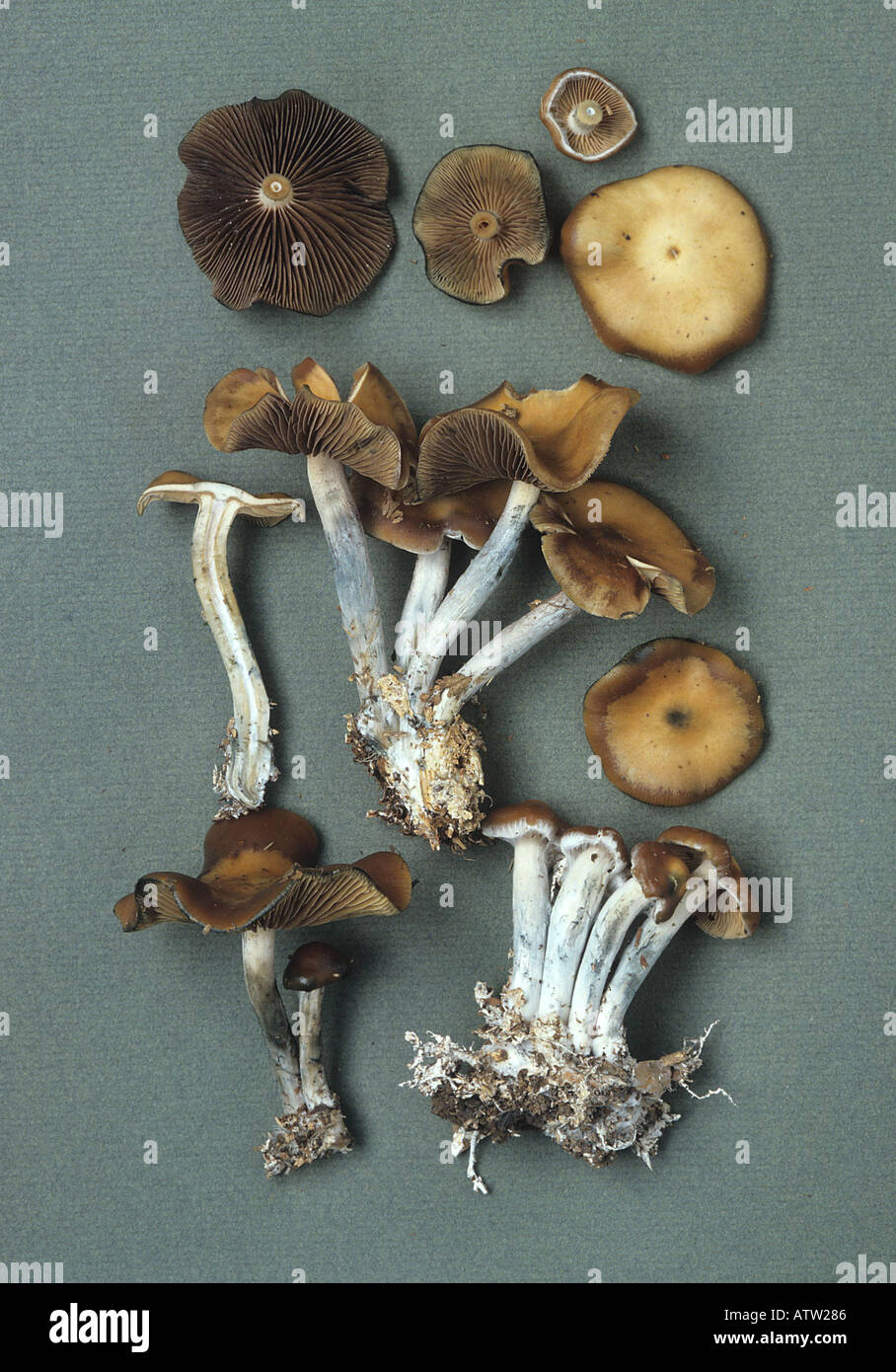 Psilocybe cyanescens European collection Stock Photo - Alamy