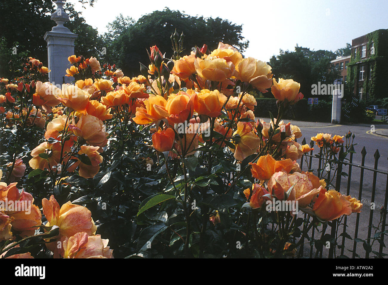 Southampton a floribunda rose photographed in the Queen Mary Garden ...