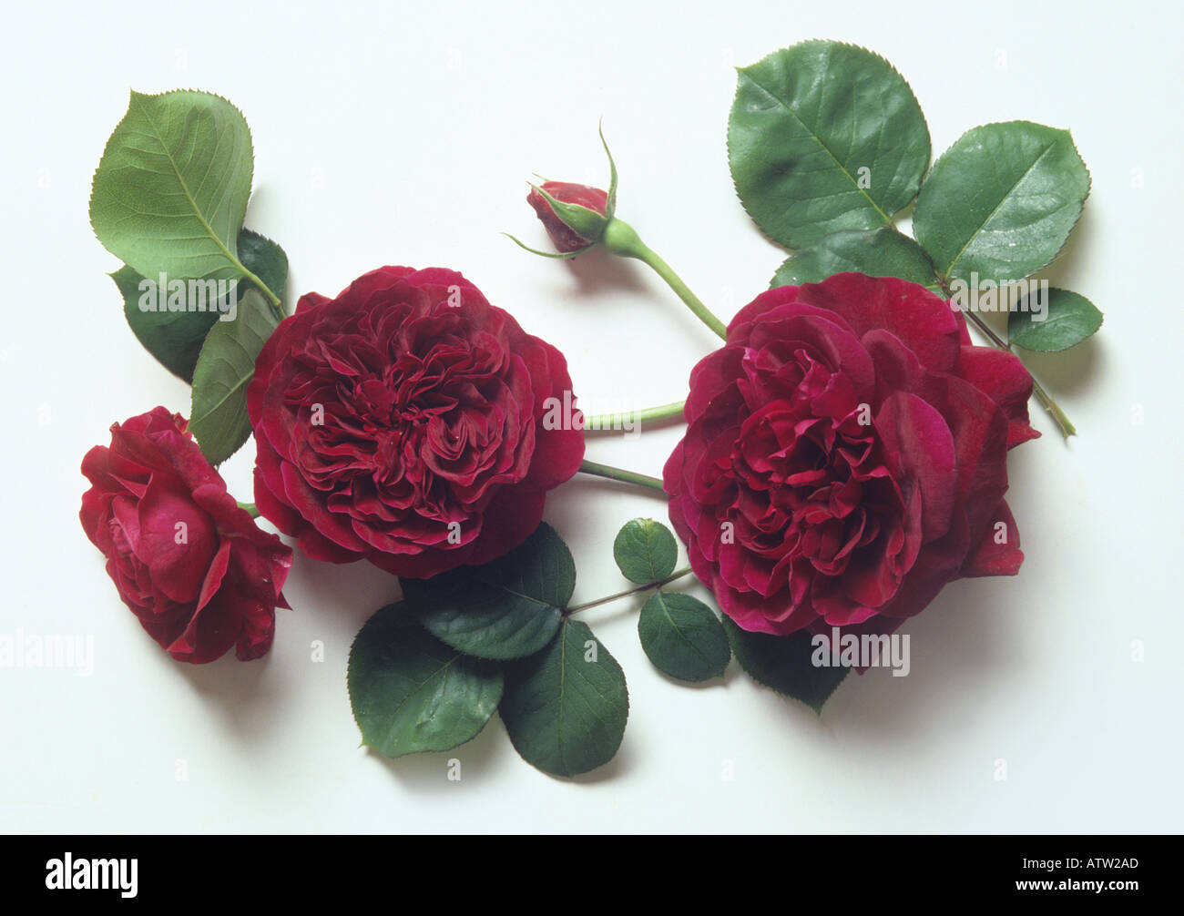 Tradescant hi-res stock photography and images - Alamy