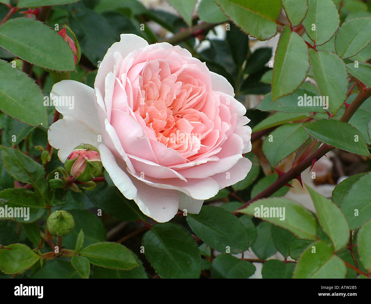 Wildeve an English or David Austin Rose photographed in the garden of ...