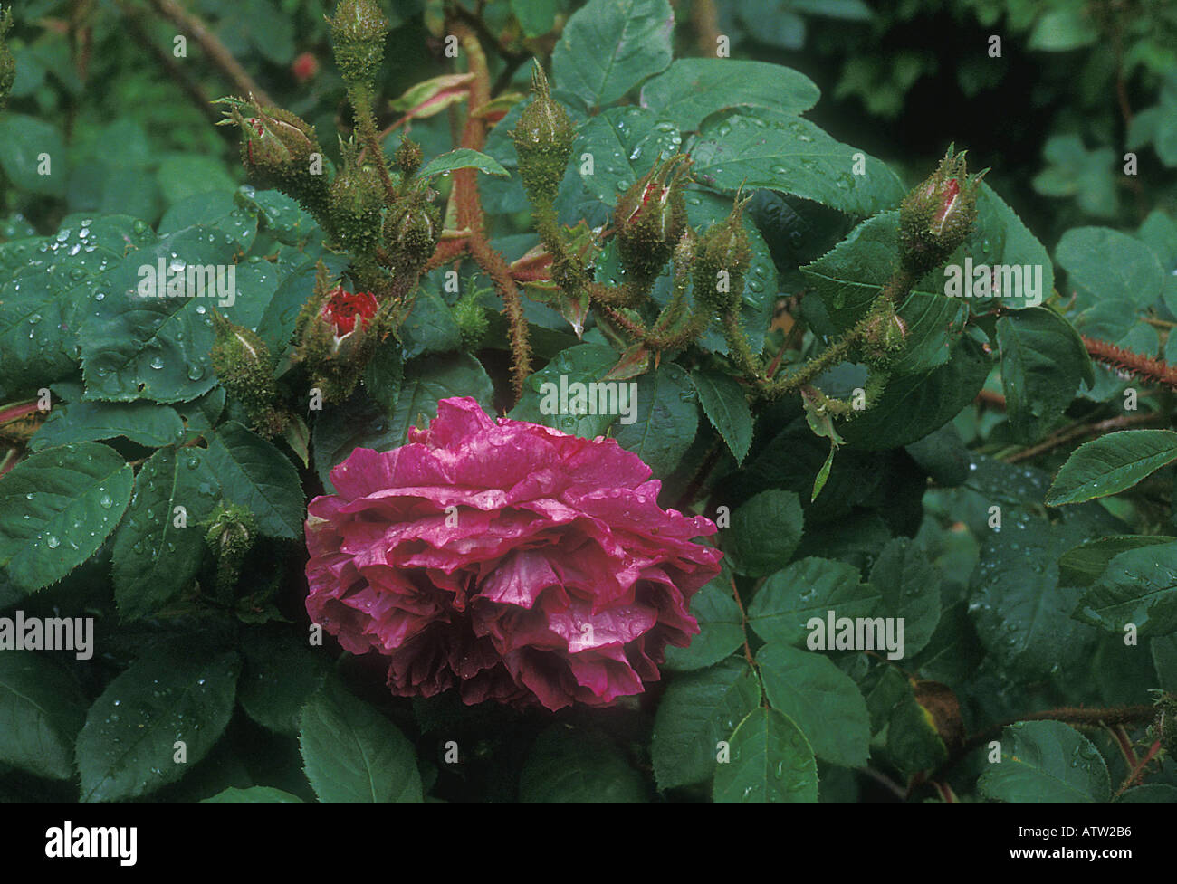William Lobb a Moss rose introduced by Lafffay 1855 Stock Photo - Alamy