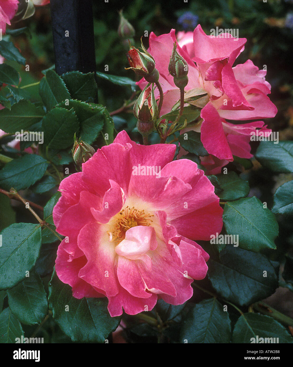 Winifred Coulter a Climbing Rose Stock Photo - Alamy
