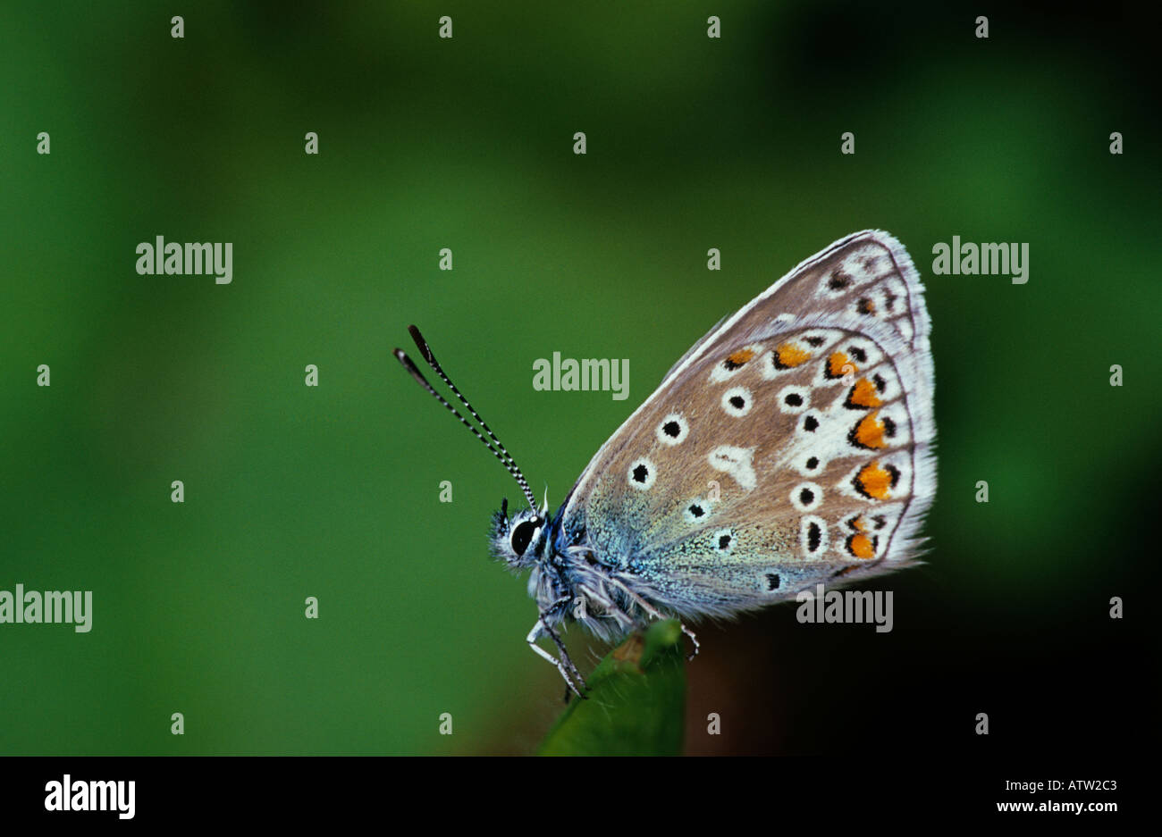 Common Blue Butterfly Stock Photo - Alamy
