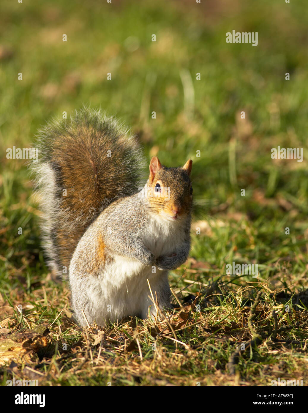 Squirrel hunting hi-res stock photography and images - Alamy